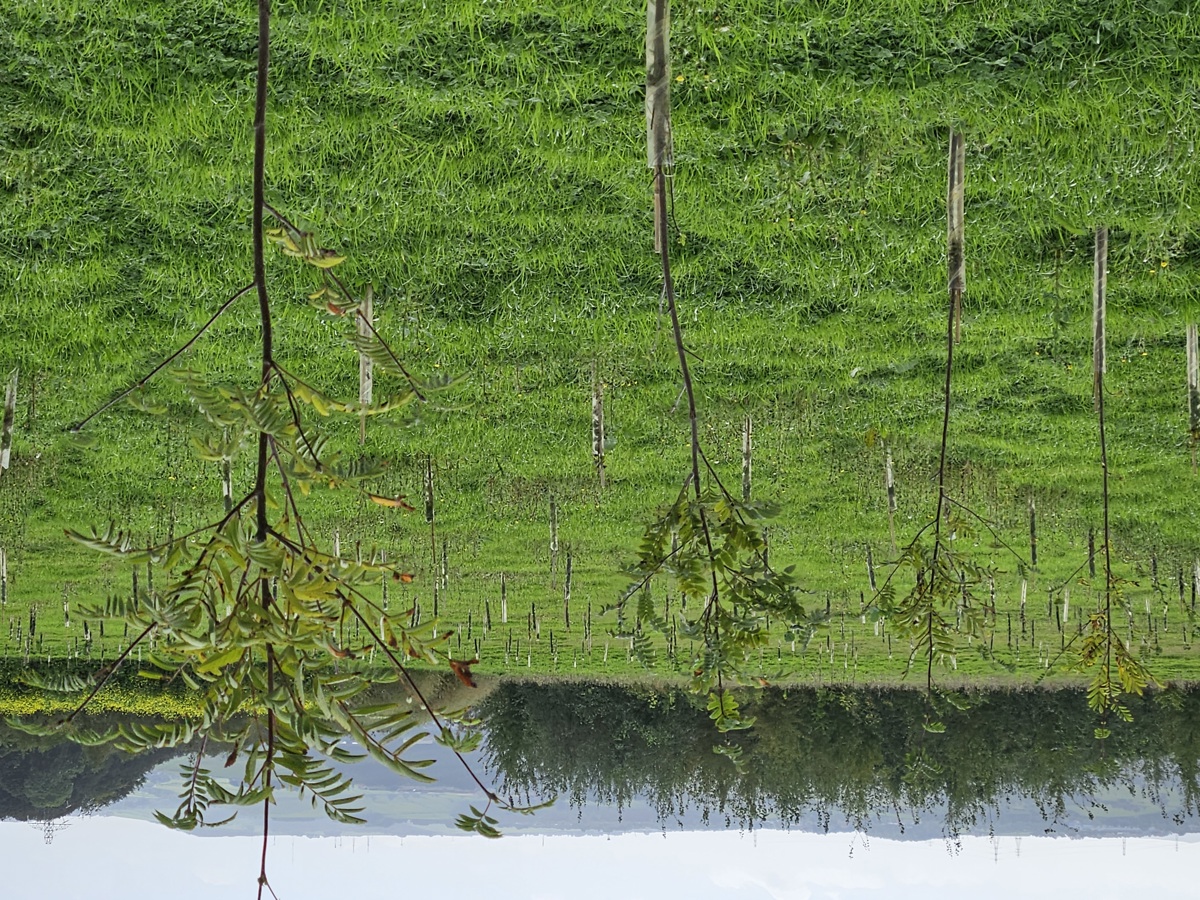 Marshalls plants over 5,000 trees since 2022 | Marshalls